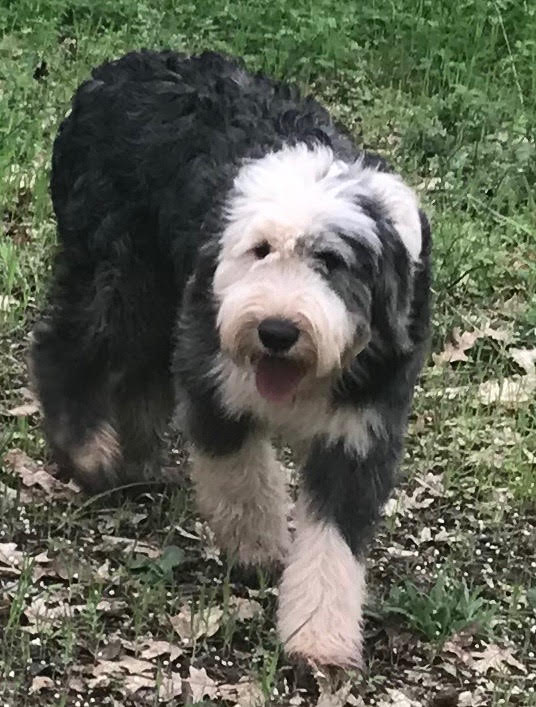 Our Dogs | CloverLawn Kennels
